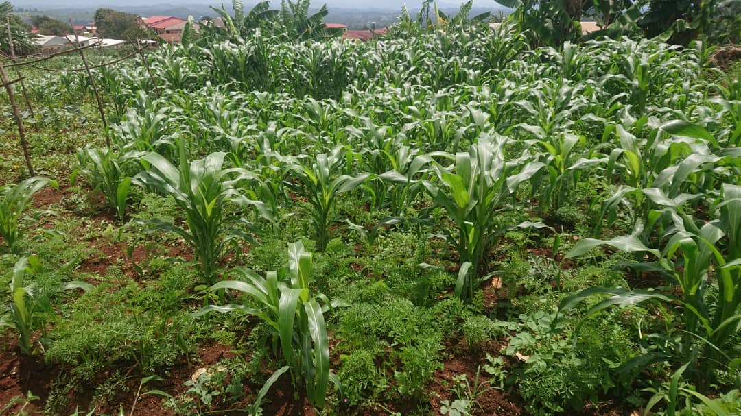 Climate Action – SEDA